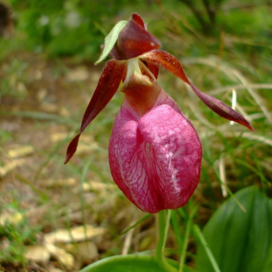 Orchid Seeds for Planting | Buy Orchid Seeds Online