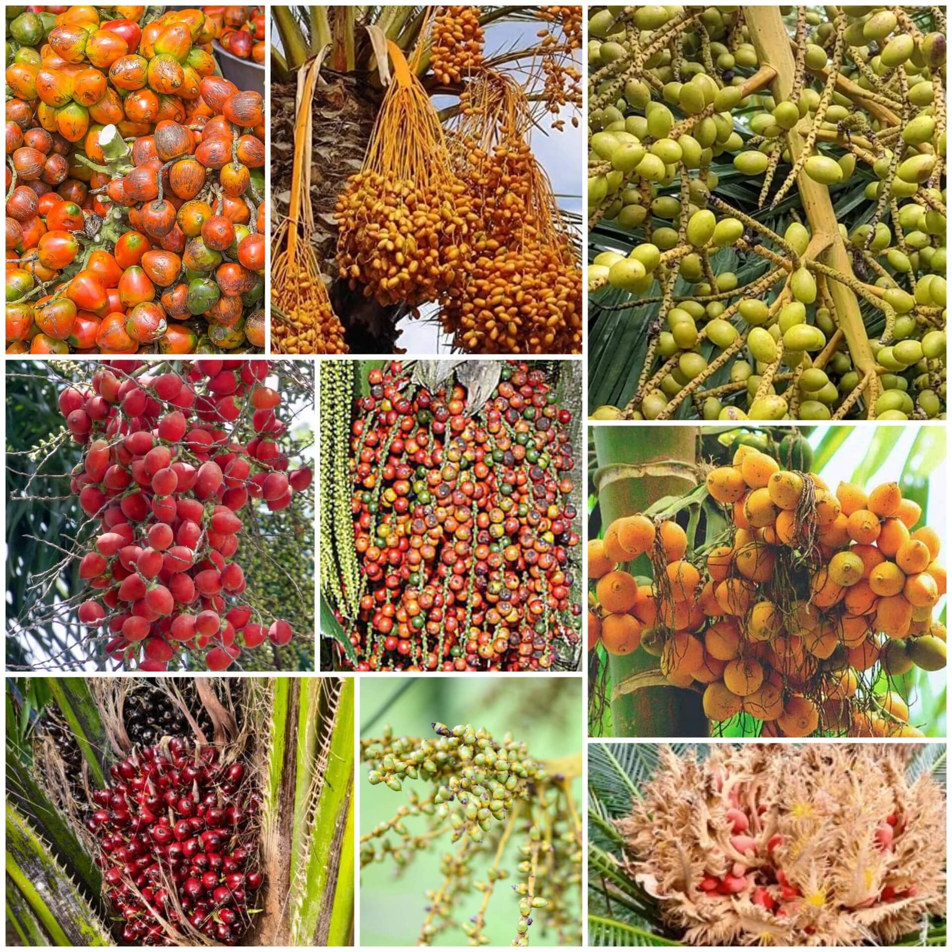 Palm Seeds – Tropical Varieties for Home Gardens | Buy Now