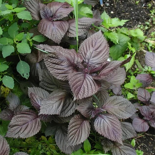 Perilla Seeds All Varieties – Buy Online | Seed Organica
