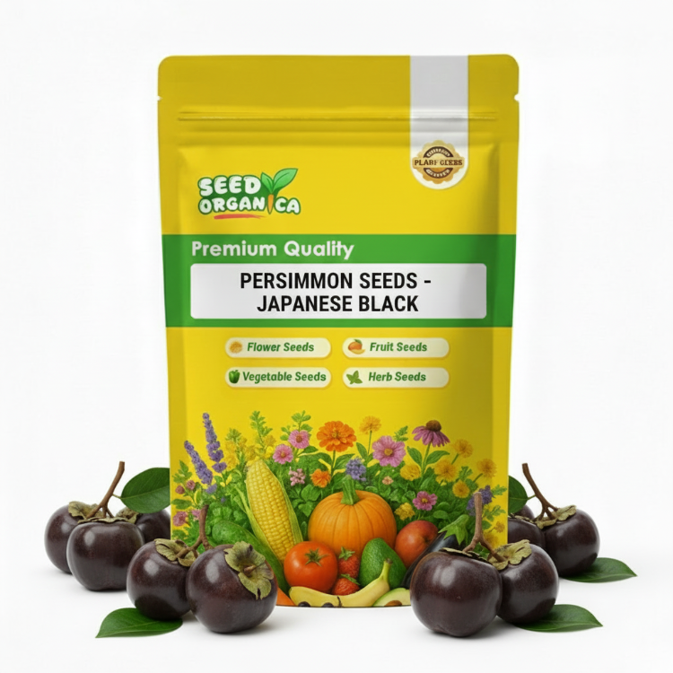 Japanese Black Persimmon Seeds - Fruit Plant