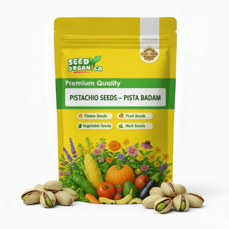 Pista Badam Pistachio Seeds | Garden Nut Tree Seeds