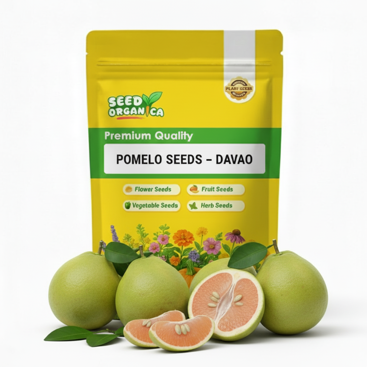 Davao Pomelo Seeds | Pomelo Citrus Tree Seeds for Planting