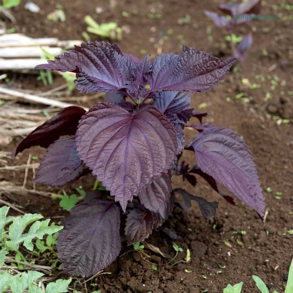 Perilla Seeds All Varieties – Buy Online | Seed Organica