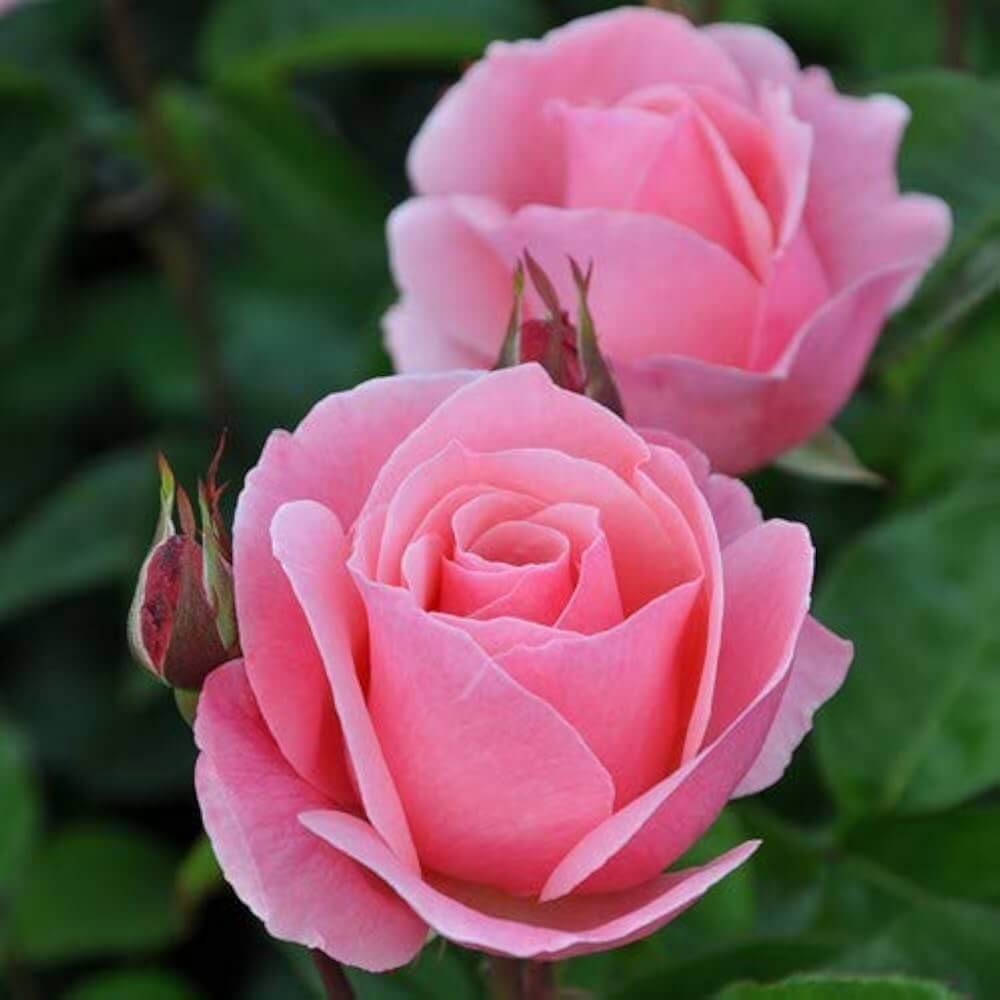 Queen Elizabeth Rose Plant Seeds | Garden Rose Flower Seeds