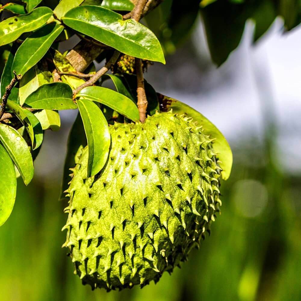 Soursop Seeds – Buy Fresh Tropical Varieties Online
