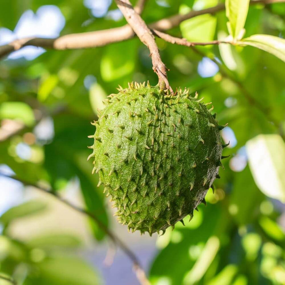 Soursop Seeds – Buy Fresh Tropical Varieties Online