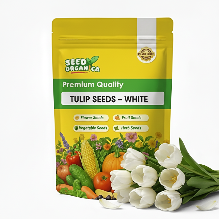 White Tulip Seeds | Garden Flower Seeds USA