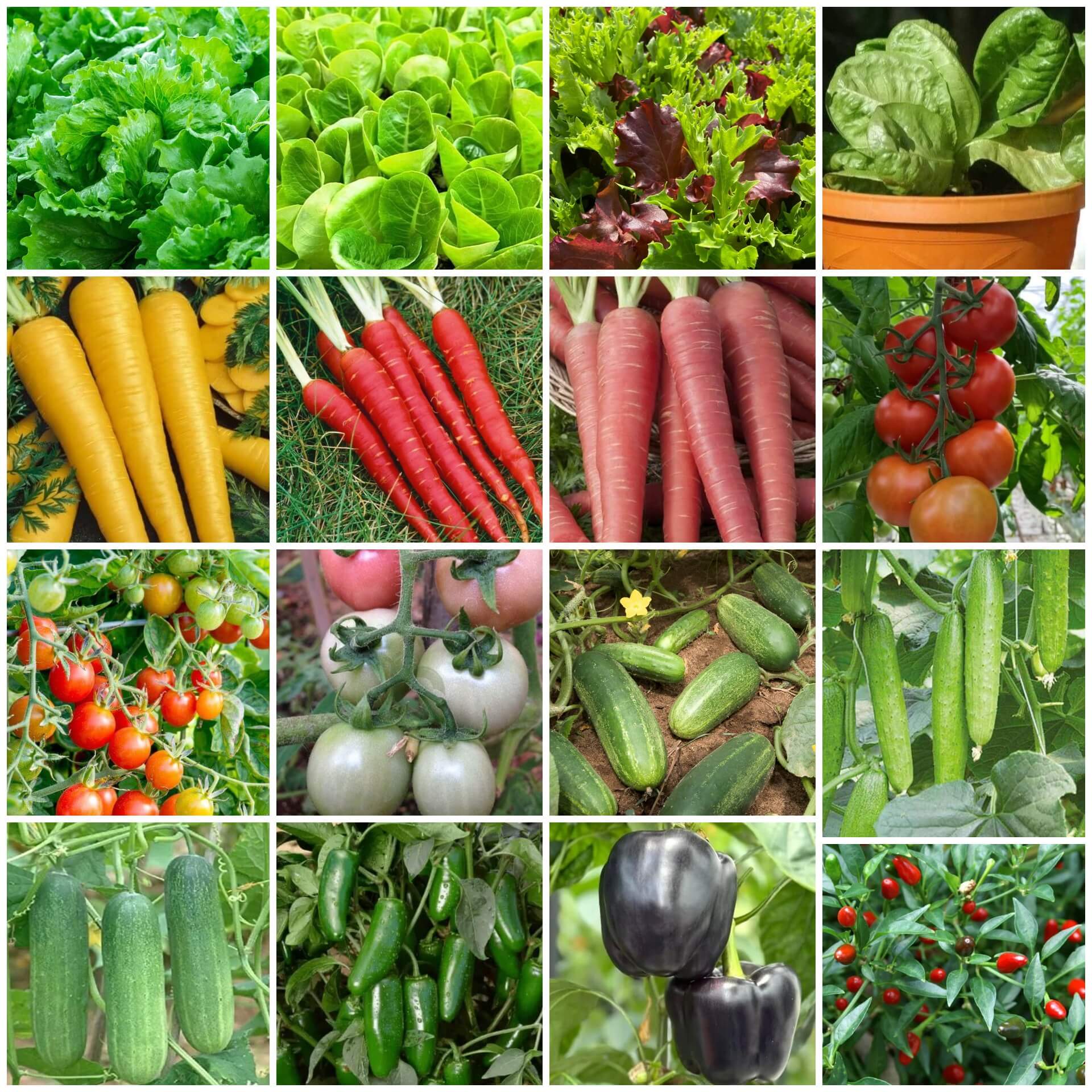 Vegetable Starter Gardens Kit | Essential Seeds for Planting