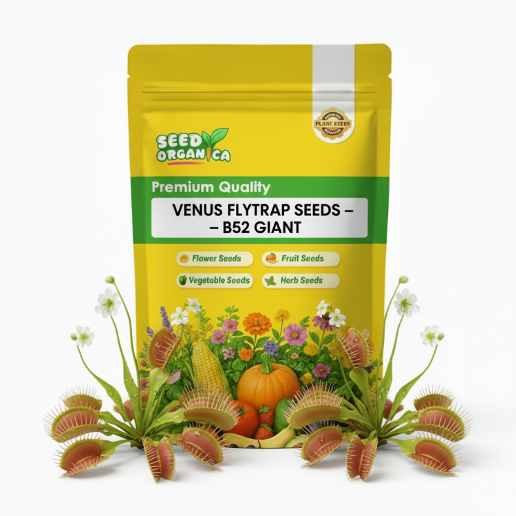 Venus Flytrap Seeds – B52 Giant