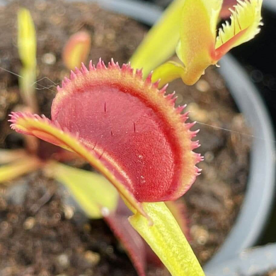 Venus Flytrap Seeds – Sawtooth