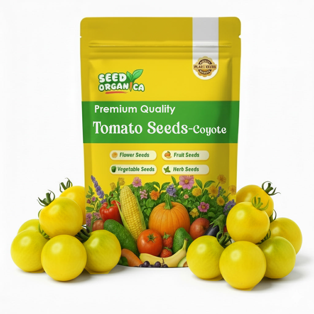 Coyote Tomato Seeds | Unique Heirloom Variety