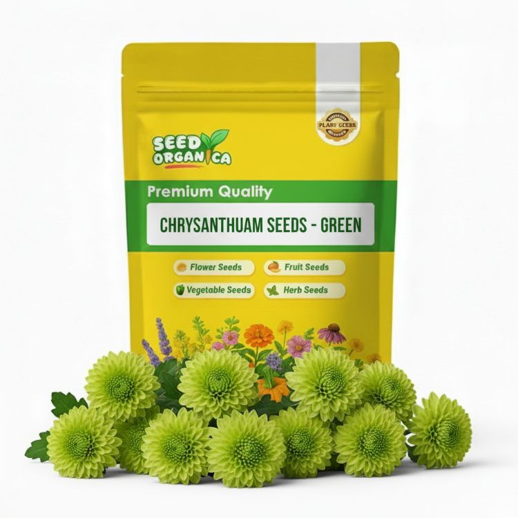 Chrysanthemum Seeds For Sale