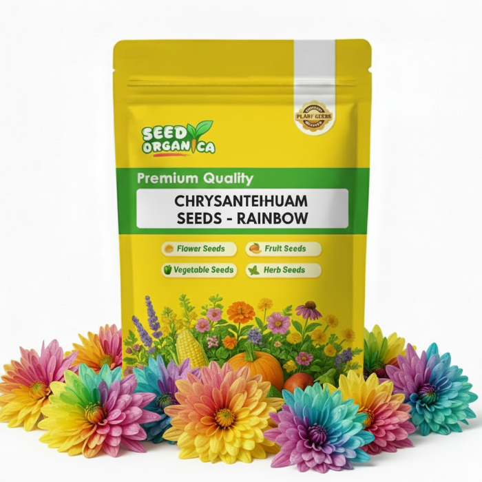 Chrysanthemum Seeds For Sale