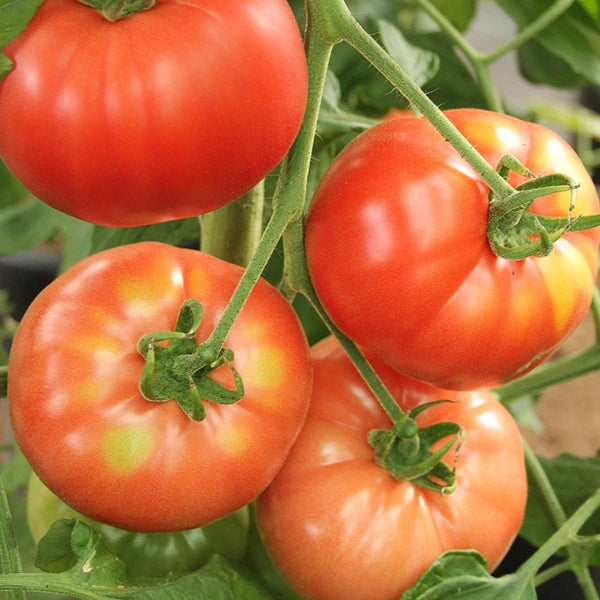 Seed Organica | Garden Seeds for Home Gardening in the USA